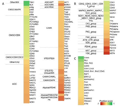 Analysis Of Kinases Activity Kinase Substrate Relations Predicted By Download Scientific