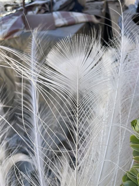 Albino Peacock Feather White Peacock Feather