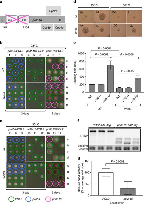 Pol ε Catalytic Domains Are Critical For Yeast Growth A Schematic Download Scientific Diagram