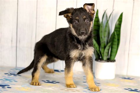 Hailey Shepherd Kingdom