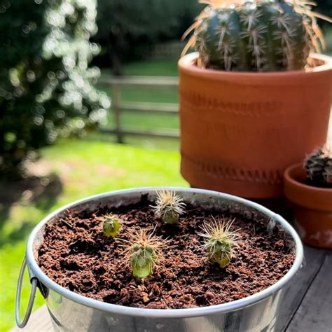 How To Grow Cactus From Seed Buzzy Seeds
