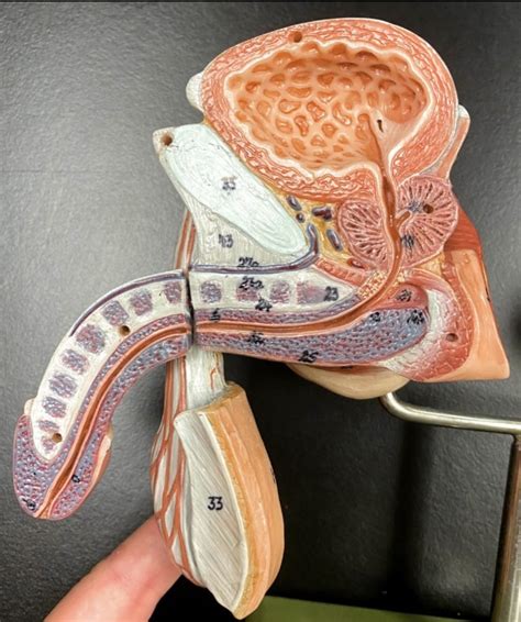 Male Genital Diagram Diagram Quizlet