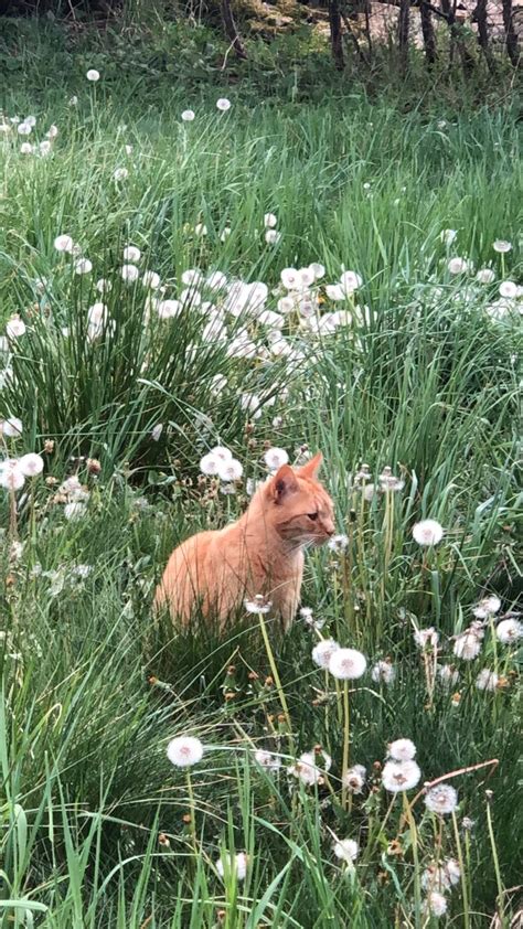 Mon Cats Cats Animals Fox