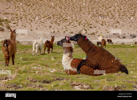 Mating Llama Lama Glama A High Altitude Domestic Camelid From The Andes In South America Stock