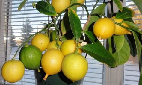 როგორ გავზარდოთ ლიმონის ხე წიპწებისაგან სახლის პირობებში