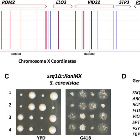 Validation Of The S Cerevisiae Specific Essential Gene Vtc4 A Download Scientific Diagram Validation Of The S Cerevisiae Specific Essential Gene Vtc4 A Download Scientific Diagram