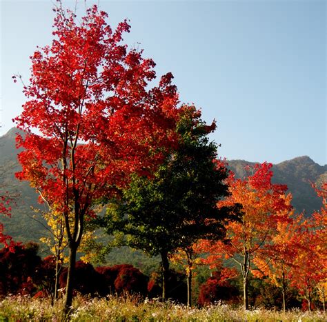 내장산단풍 생태공원 정읍 호텔로얄