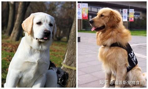金毛vs拉布拉多，谁更适合家养。 知乎