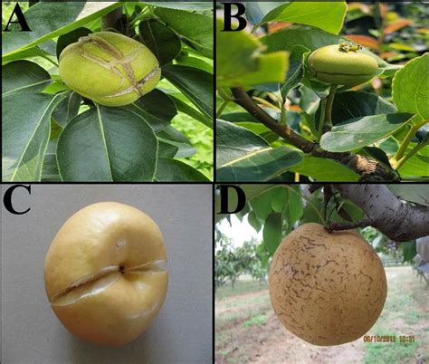 Fruit Cracking Example At Joel Gsell Blog