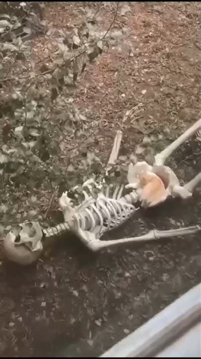 Кот не захотел слезать с хозяина Youtube