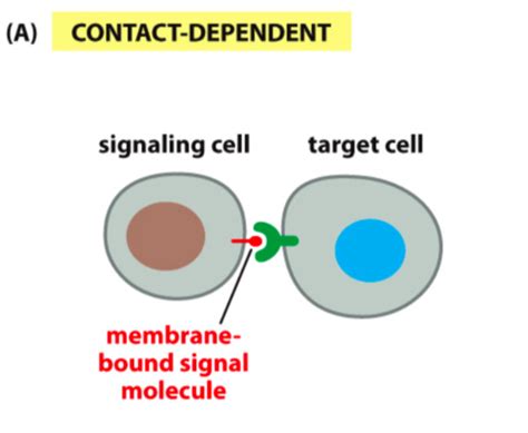Biol 445 Cell Signaling Flashcards Quizlet