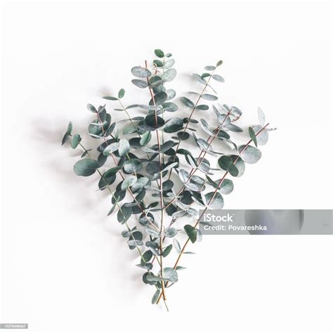 유칼립투스는 흰색 바탕에 나뭇잎 유칼립투스 나뭇가지로 만든 패턴입니다 플랫 레이 탑 뷰 광장 유칼립투스에 대한 스톡 사진 및 기타 이미지 Istock