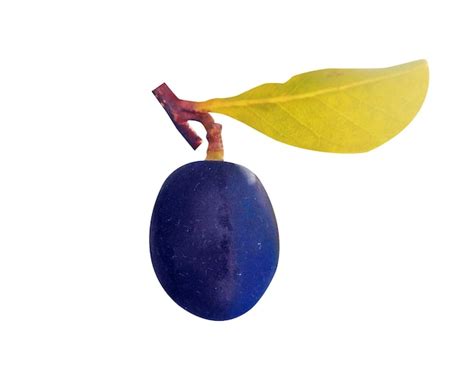 Icaco Imagens Download Grátis No Freepik