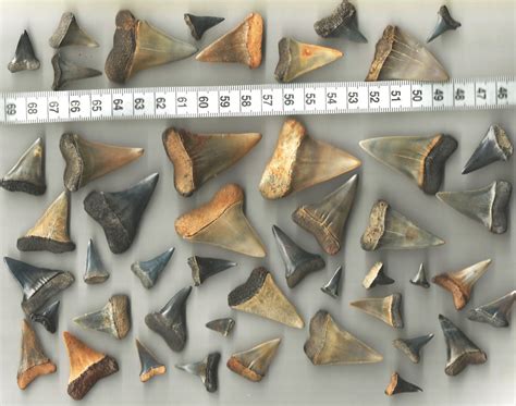 Mako Teeth For Singapore Fossil Hunting Trips The Fossil Forum