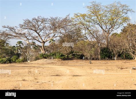 Mopani Woodland Liwonde National Park Malawi Mopani Means Butterfly