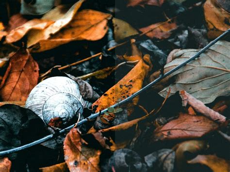 Amazing Fossil Facts Engaging Year 6 Babes With Earth S Ancient Remnants