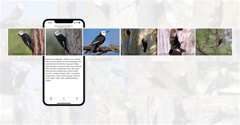Merlin Bird Id Gets New Photos And Audio For Birds In The Us And Canada Ebird