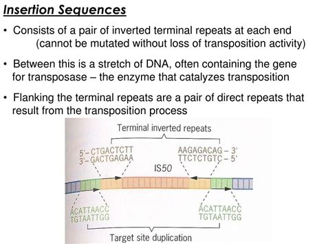Ppt Transposable Genetic Elements Powerpoint Presentation Free