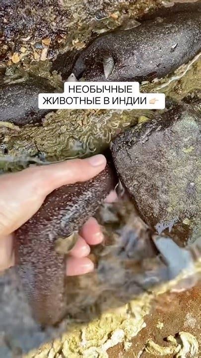 Необычные животные в Индии Shorts Youtube