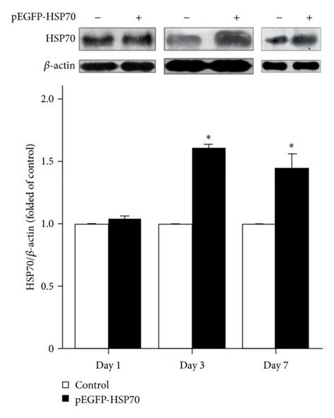 Efficiency Of Transfection Of Nscs Used Pegfp C2 Hsp70 Vector A