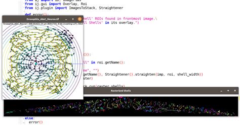 Snt › Sholl Analysis
