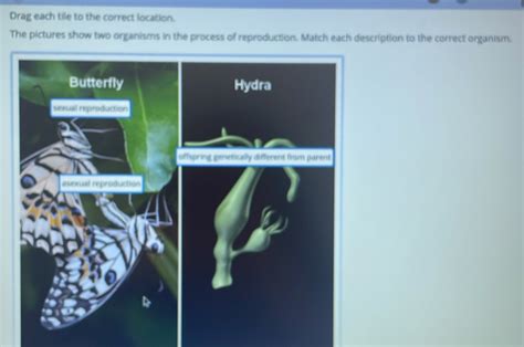 Solved Drag Each Tile To The Correct Location The Pictures Show Two Organisms In The Process