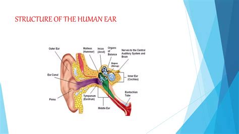 The Human Ear PPT