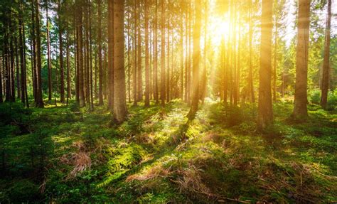 U S Forest Facts Trend Data
