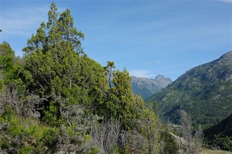 Austrocedrus Chilensis 05 Photo Provided By Alonzo Andriqu Flickr