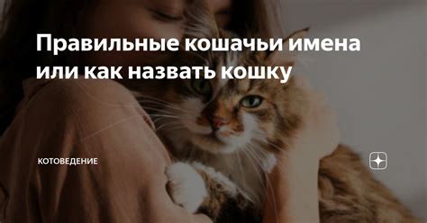 Правильные кошачьи имена или как назвать кошку — Teletype