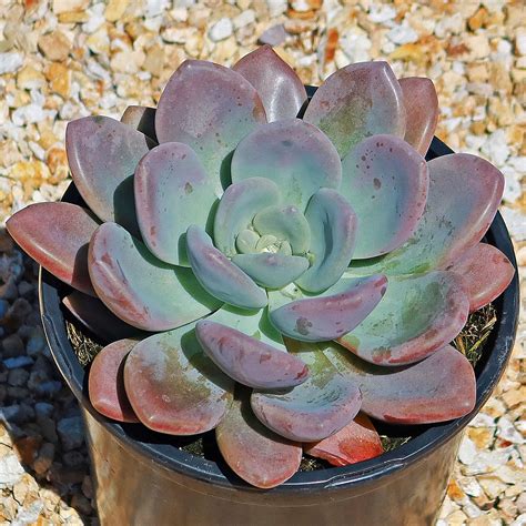 Opalina Succulent Graptoveria Opalina Info Shop At Planet Desert
