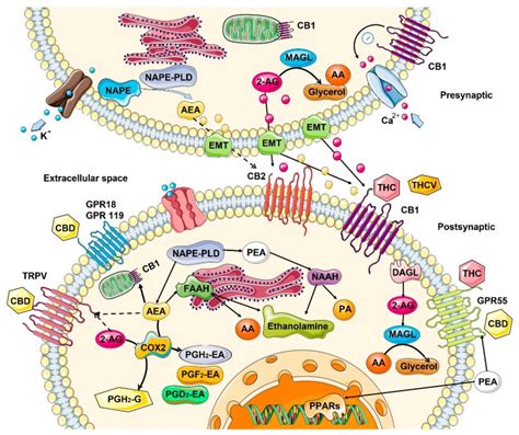 cancers mdpi on linkedin review