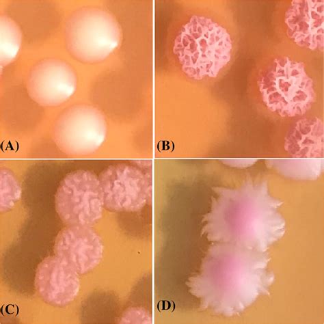 Different Phenotypes Observed According To Colony Shape A Smooth