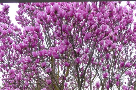 When To Plant Tulip Tree Tulip Tree Pruning When To Prune A Tulip