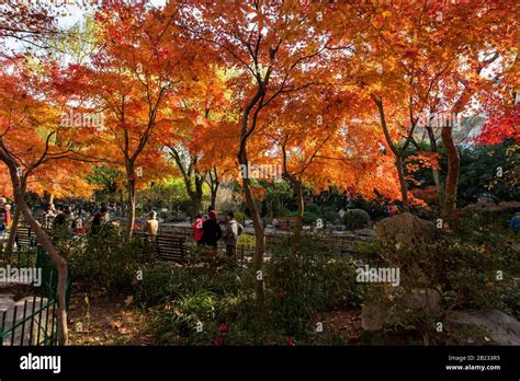 Autumn Colours Of The Chinese Maple Tree Acer Palmatum At Hongkou