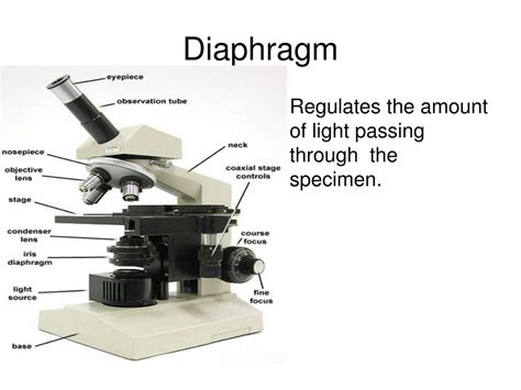 Ppt The Microscope Powerpoint Presentation Free Download Id1761576