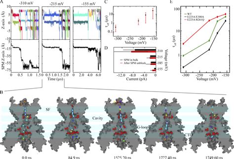 Spm Unbinding Under Hyperpolarizing Conditions A Ion Transitions Download Scientific Diagram