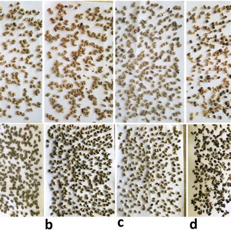 Sample Images From The Dataset Top Row Images Collected In The First