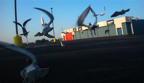 Raspberry Pi Monitor With Racing Pigeons Piday Raspberrypi Raspberry Pi Adafruit Industries