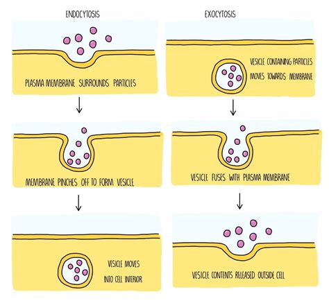 Gas Exchange And Cell Membranes Edexcel A The Science Hive