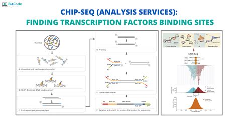 Chip Seq Analysis Services Finding Transcription Factors Binding Sites