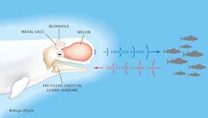 Science News What Is Echolocation Tech Hydra
