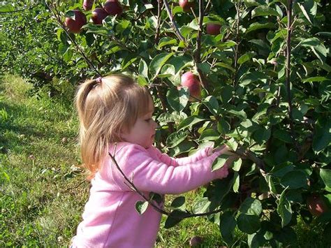 DANGEROUS TWADDLER Apple Tree