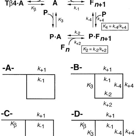Pathway For Actin Filament Elongation At The Barbed End Including Download Scientific Diagram