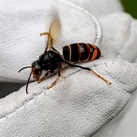 Wasp Insect