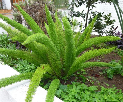 Cultivo Del Espárrago Cola De Zorroguía De Jardinería