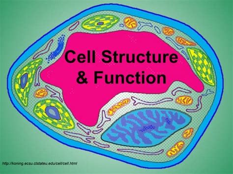 Cell Structure And Function Cambridge Igcse Biology Pdf