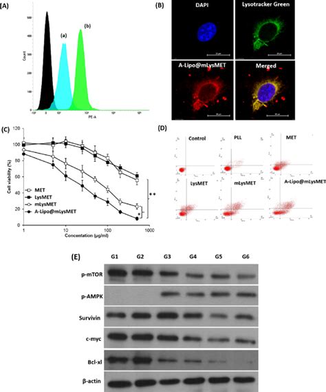 In Vitro Cellular Internalization And In Vitro Anticancer Effect A Download Scientific