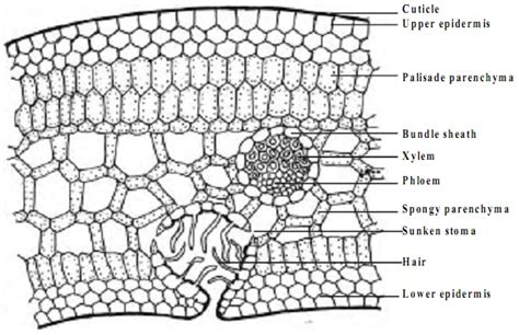 Water Balance In Plants Leaf Adaptations