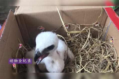 树上掉落的雏鹰，看给它喂的什么，这算是做好事还是做坏事